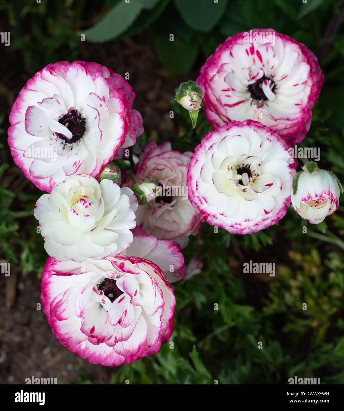 Closeup White And Purple Rimmed Persian Buttercup Flowers Or Ranunculus ...