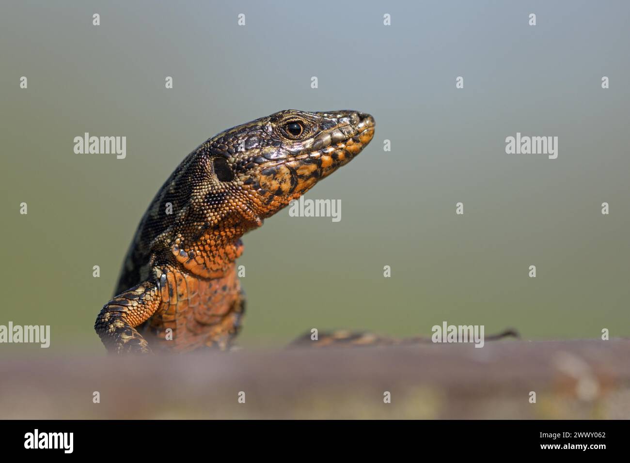 Common wall lizard (Podarcis muralis), adult male, in mating dress ...