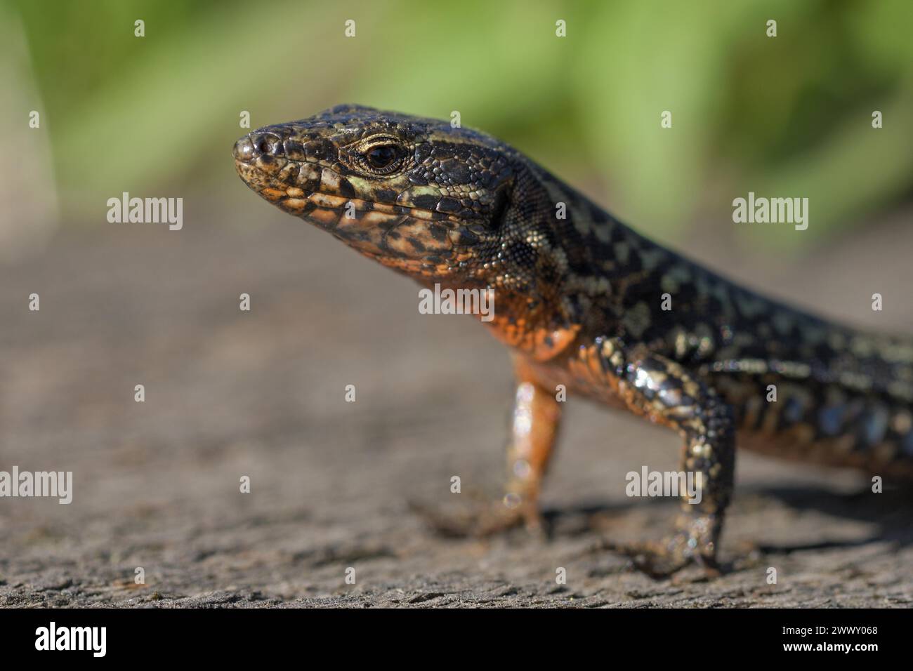 Common wall lizard (Podarcis muralis), adult male, in mating dress ...