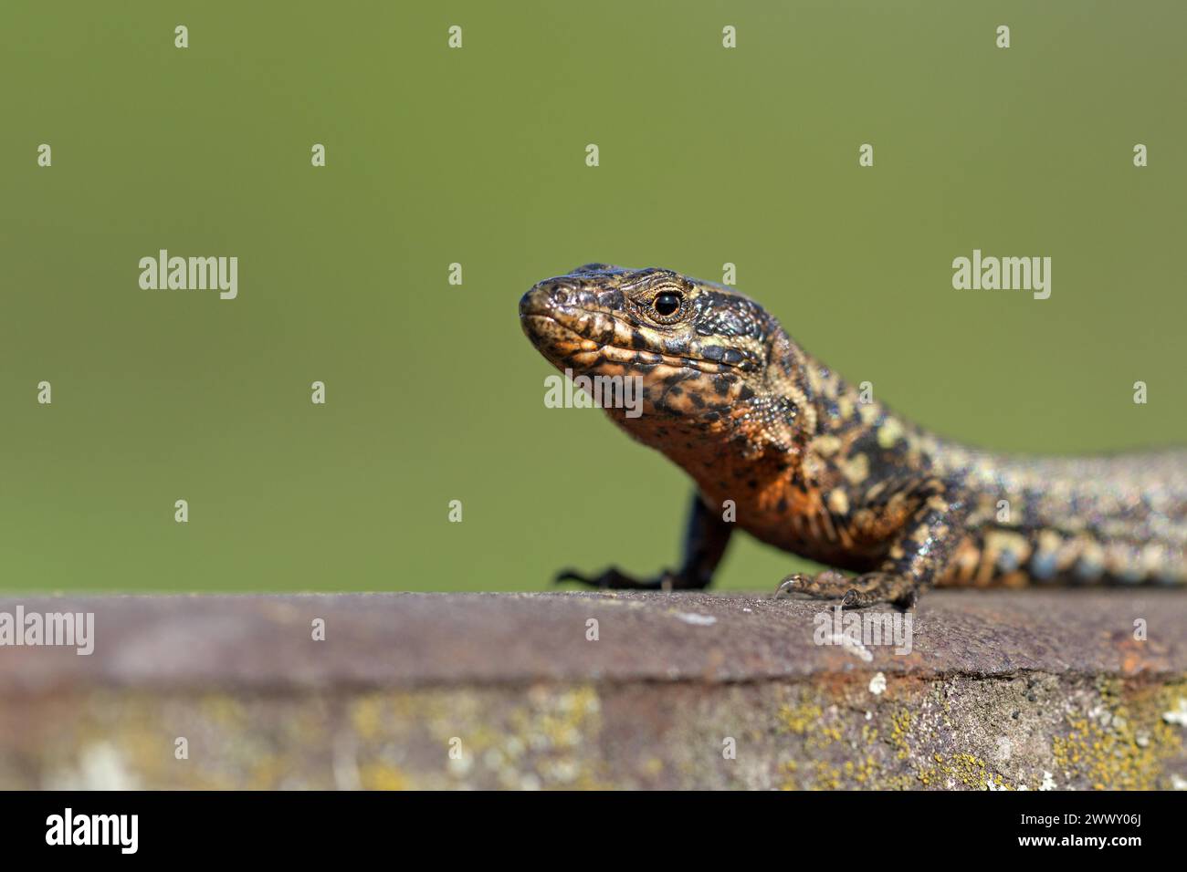 Scaled dress hi-res stock photography and images - Alamy