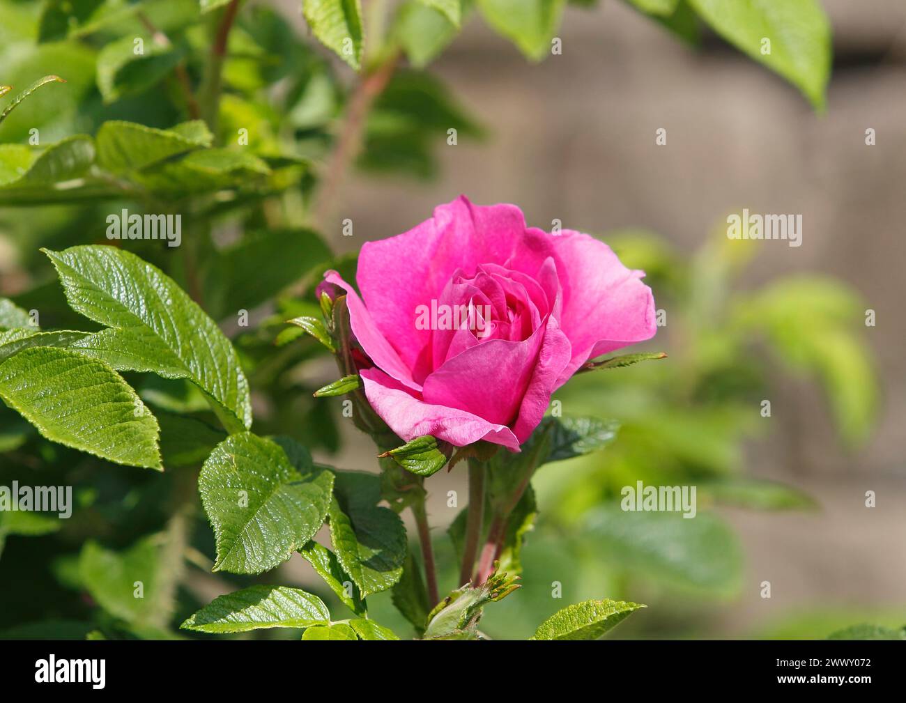 Rose weed hi-res stock photography and images - Alamy