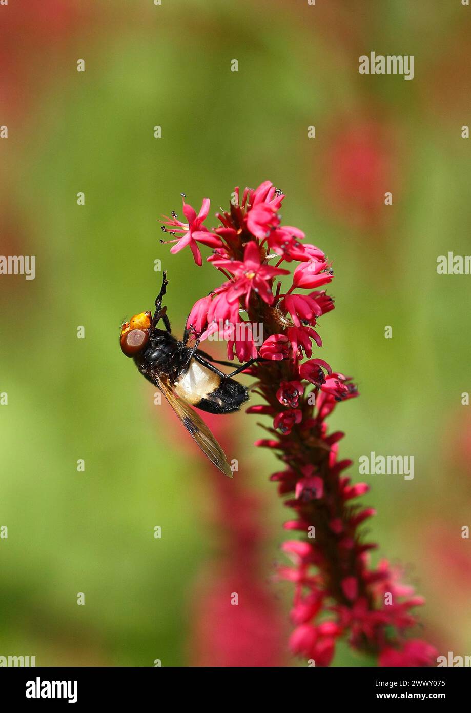 Pellucid fly (Volucella pellucens), on candle knotweed (Polygonum ...