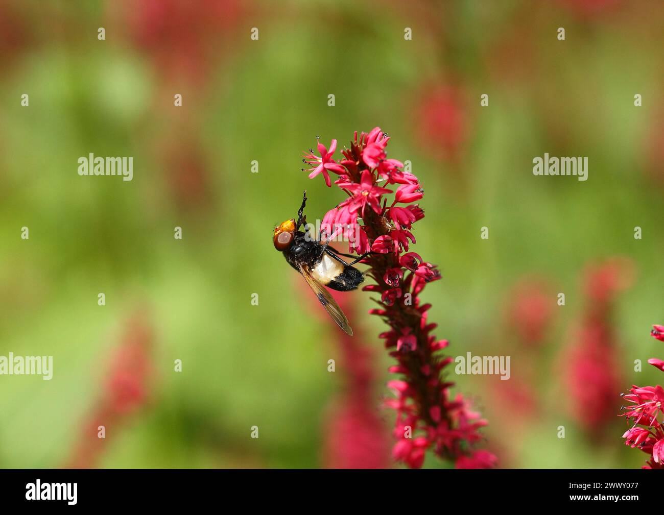 Pellucid fly (Volucella pellucens), on candle knotweed (Polygonum ...