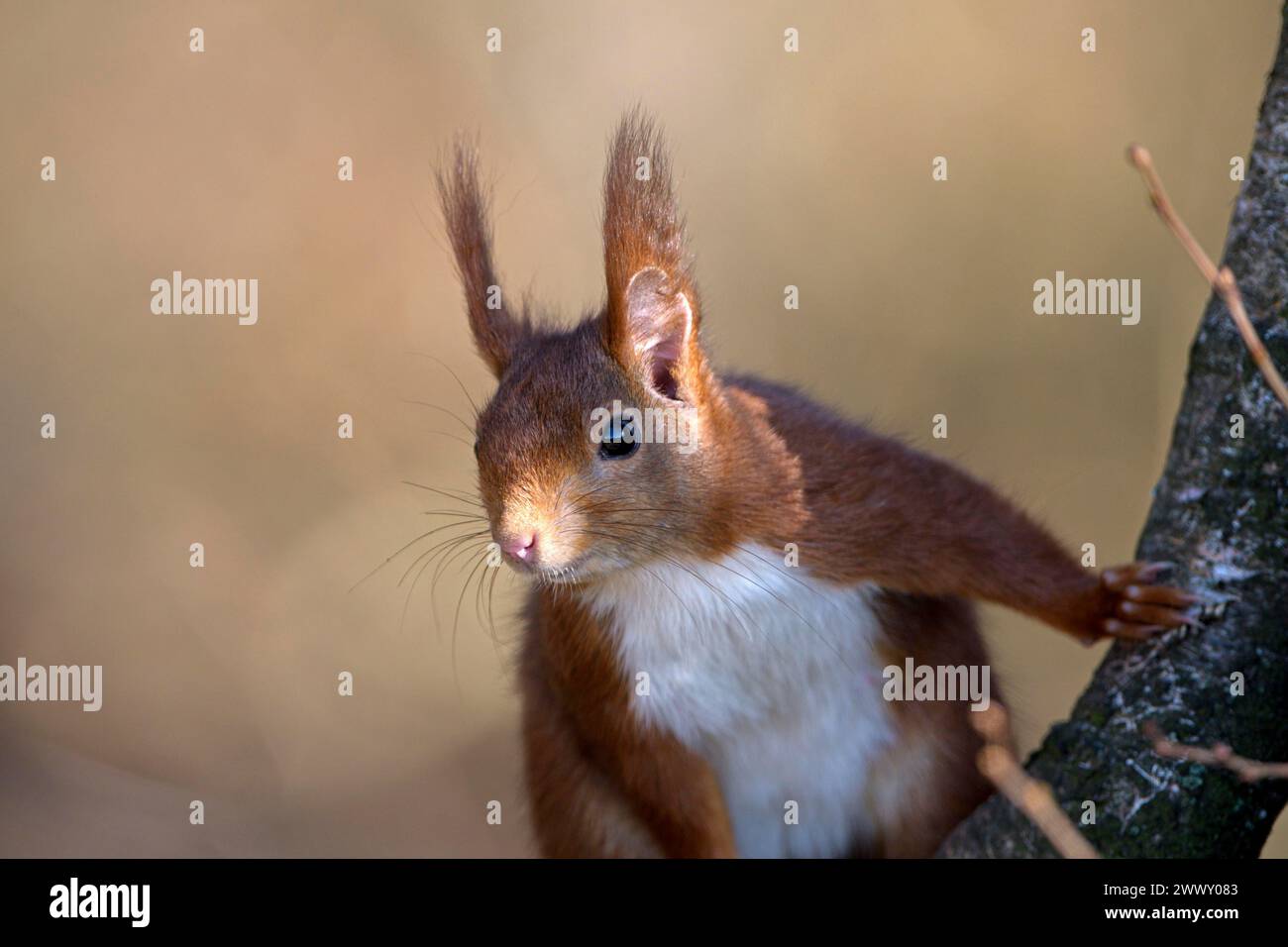 Eurasian red squirrel (Sciurus vulgaris), attentive, portrait ...