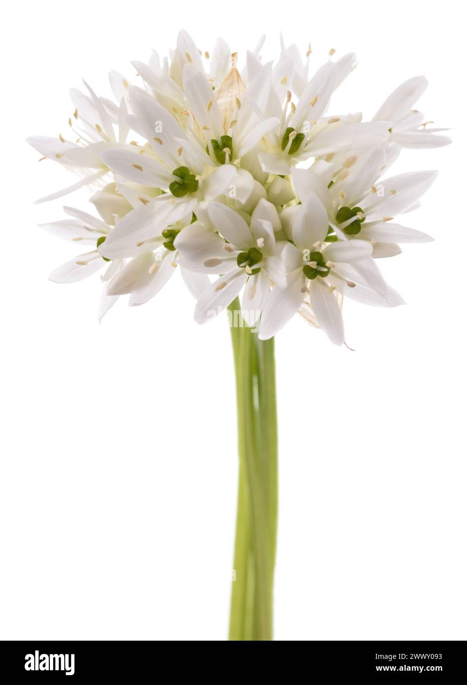 Wild garlic flowers isolated on white background Stock Photo - Alamy