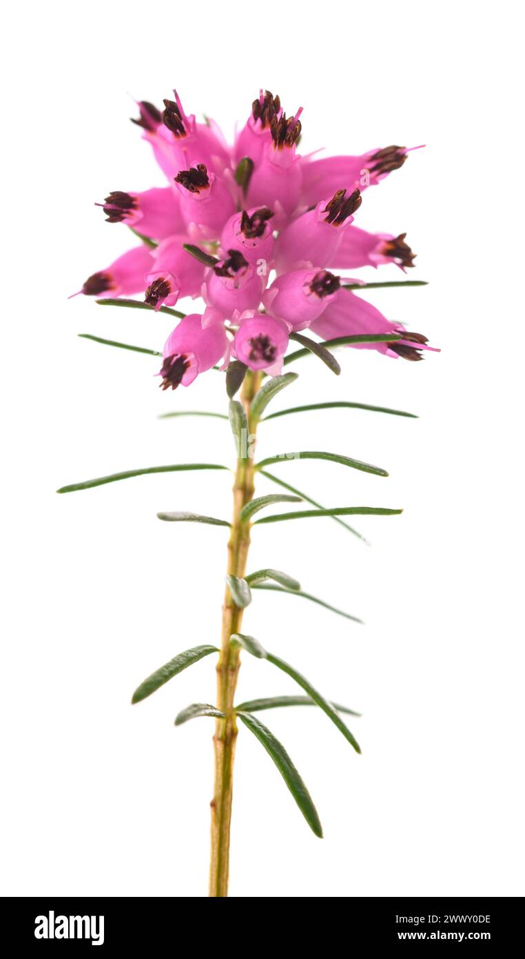 Purple heather flowers isolated on white background Stock Photo - Alamy