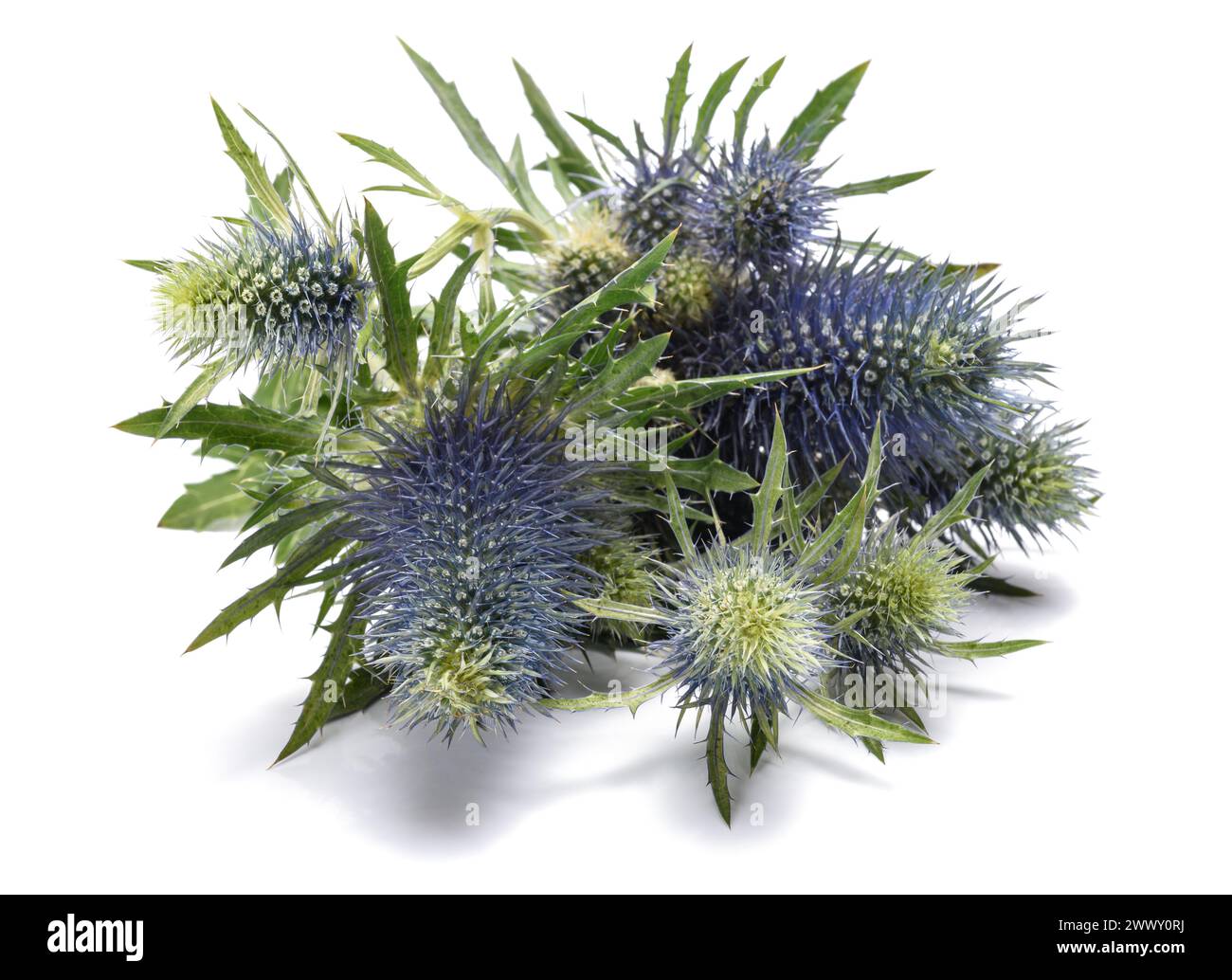 Sea holly thistles isolated on white background Stock Photo - Alamy