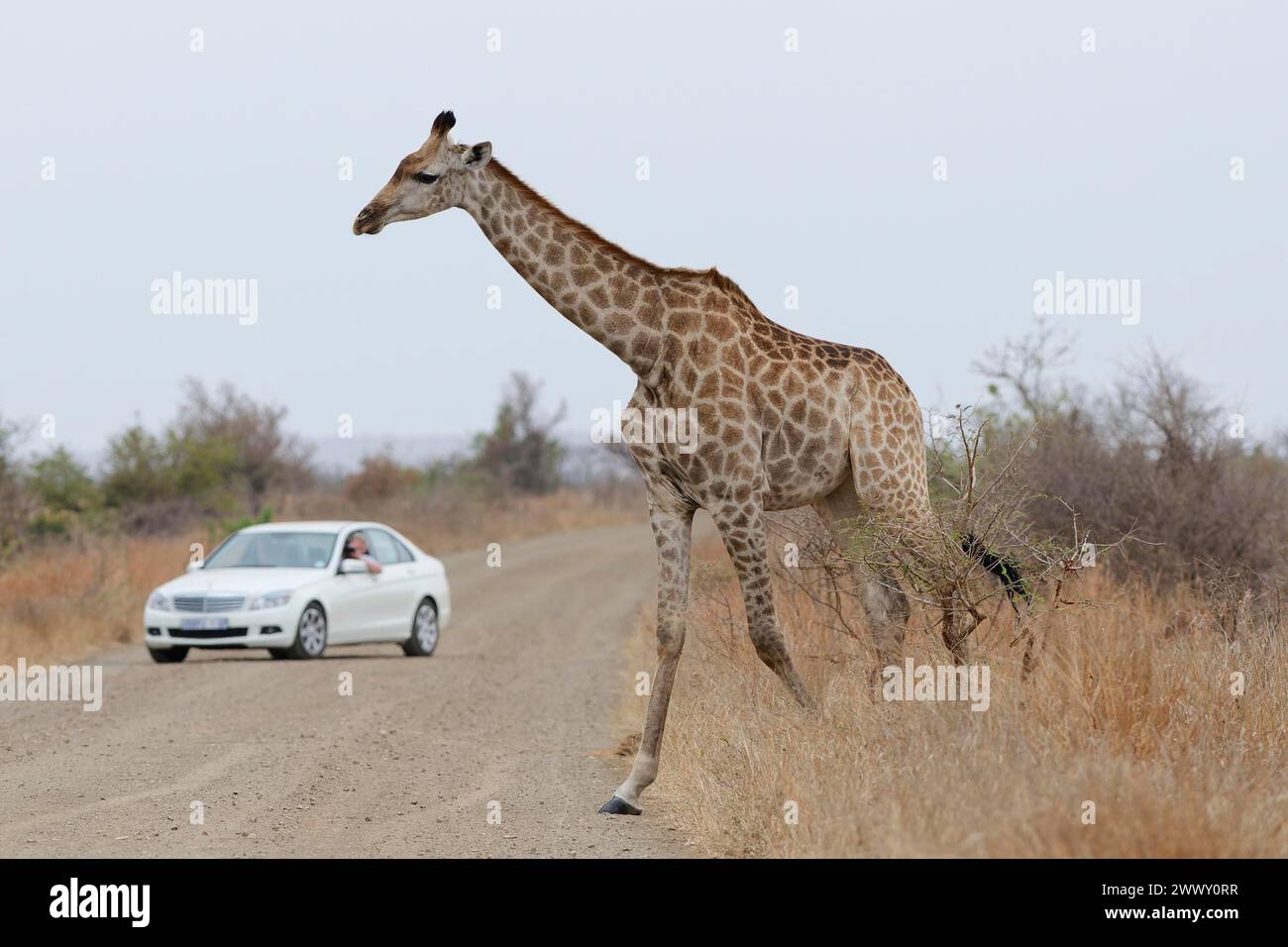 South African giraffe (Giraffa camelopardalis giraffa), adult female ...