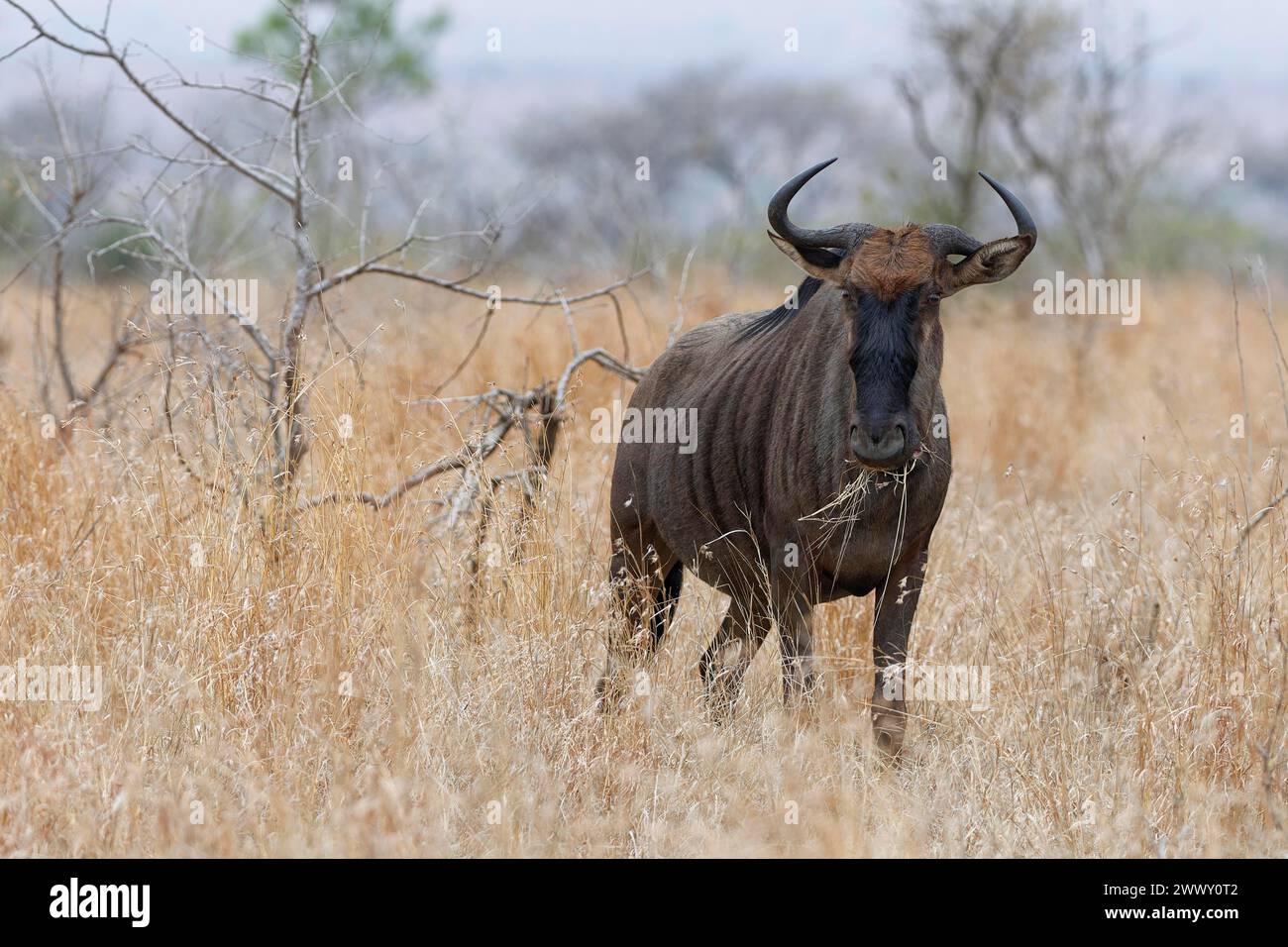 Blue wildebeest eating grass hi-res stock photography and images - Alamy