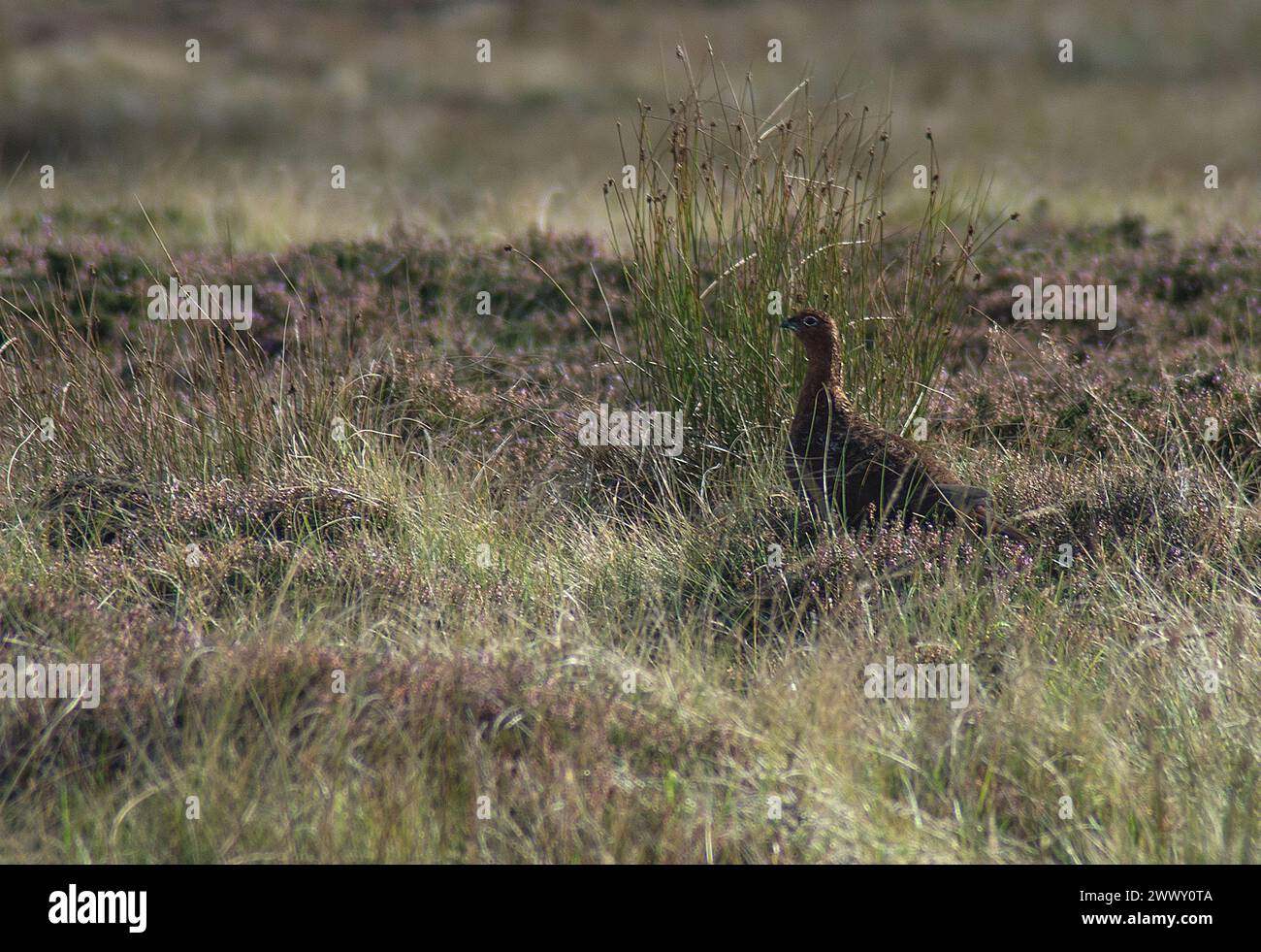 Among moorland heather and grass hi-res stock photography and images ...