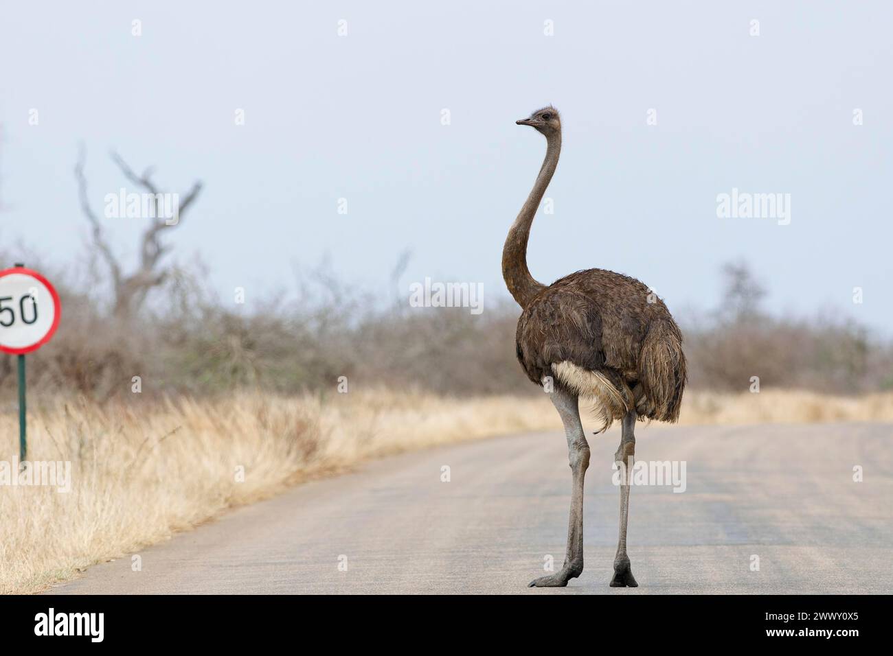 Kruger national park road sign hi-res stock photography and images - Alamy