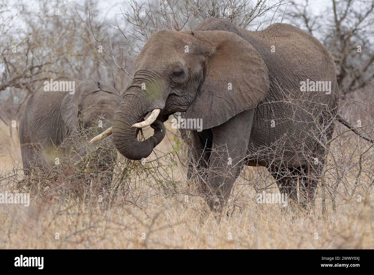 African bush elephants (Loxodonta africana), adult female feeding on ...