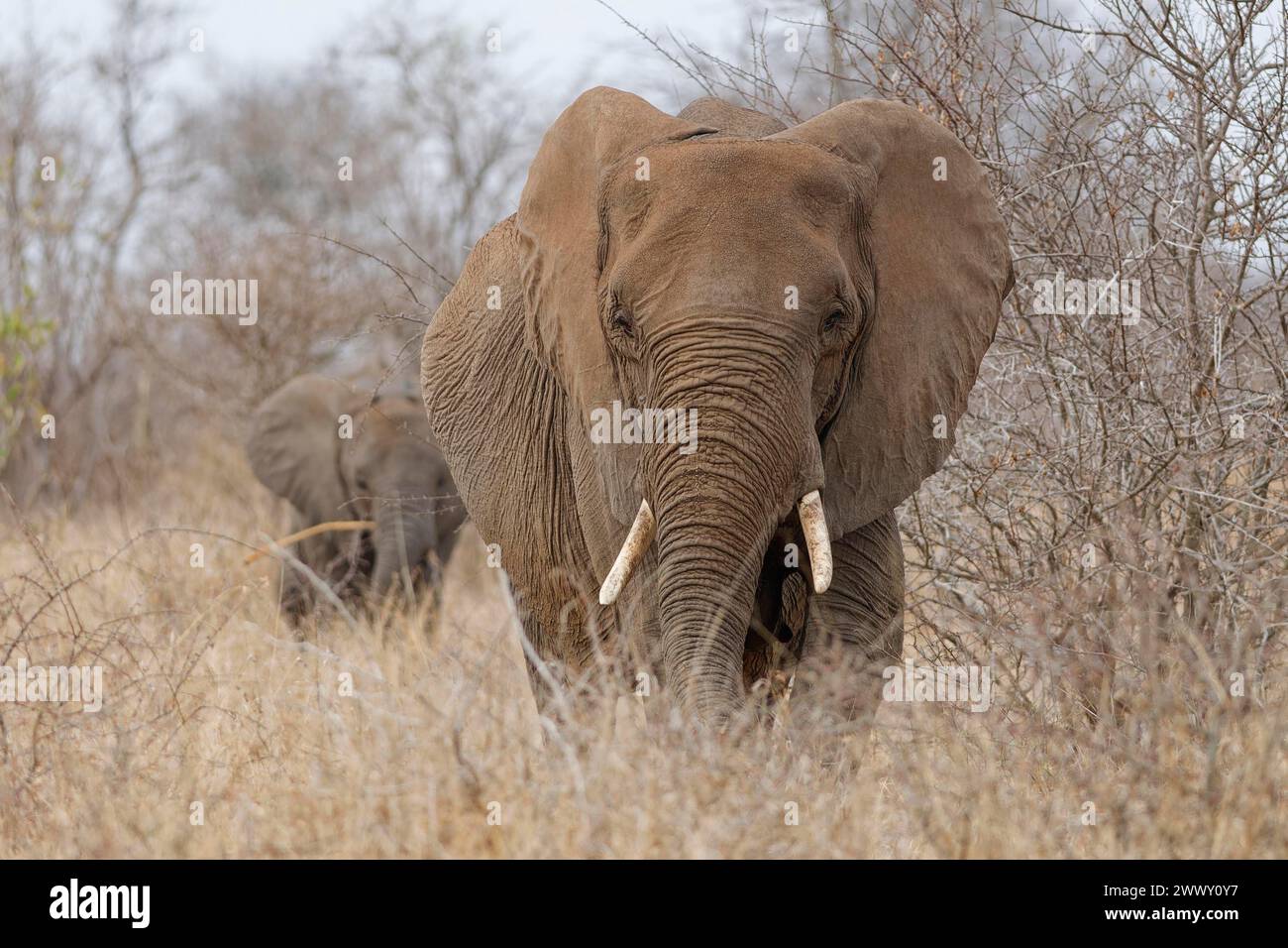 African bush elephants (Loxodonta africana), adult with a male baby walking in dry grass ...