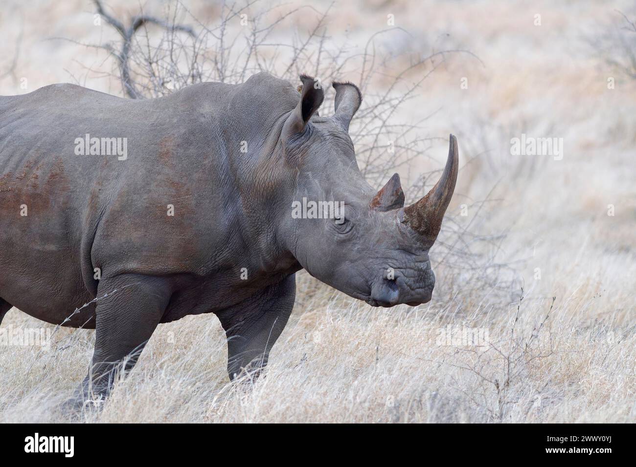 Southern white rhinoceros (Ceratotherium simum simum), adult female ...