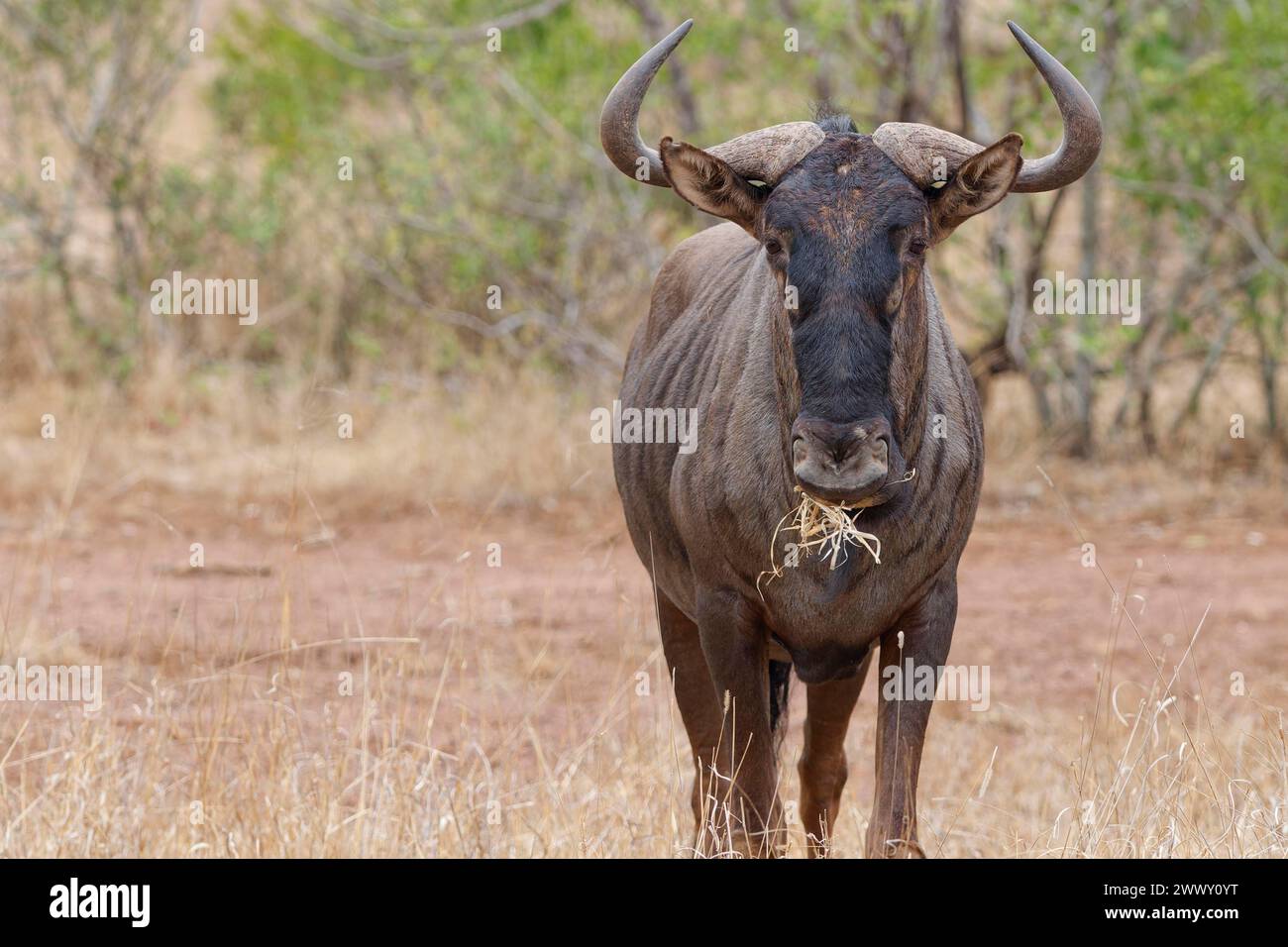 Blue wildebeest eating grass hi-res stock photography and images - Alamy
