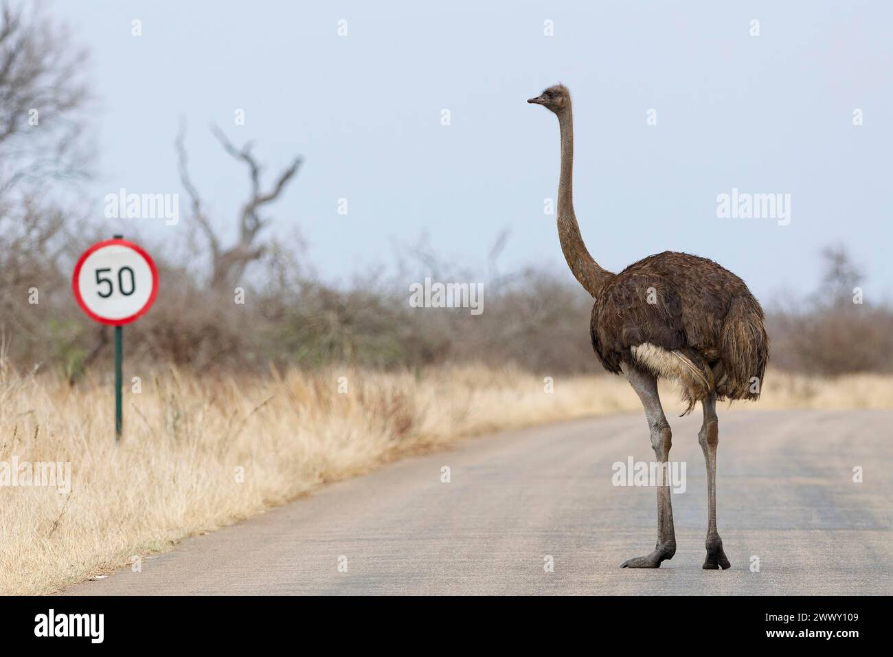 South African ostrich (Struthio camelus australis), adult female ...