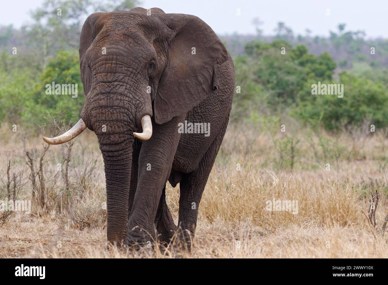 African bush elephant (Loxodonta africana), adult male walking in dry ...