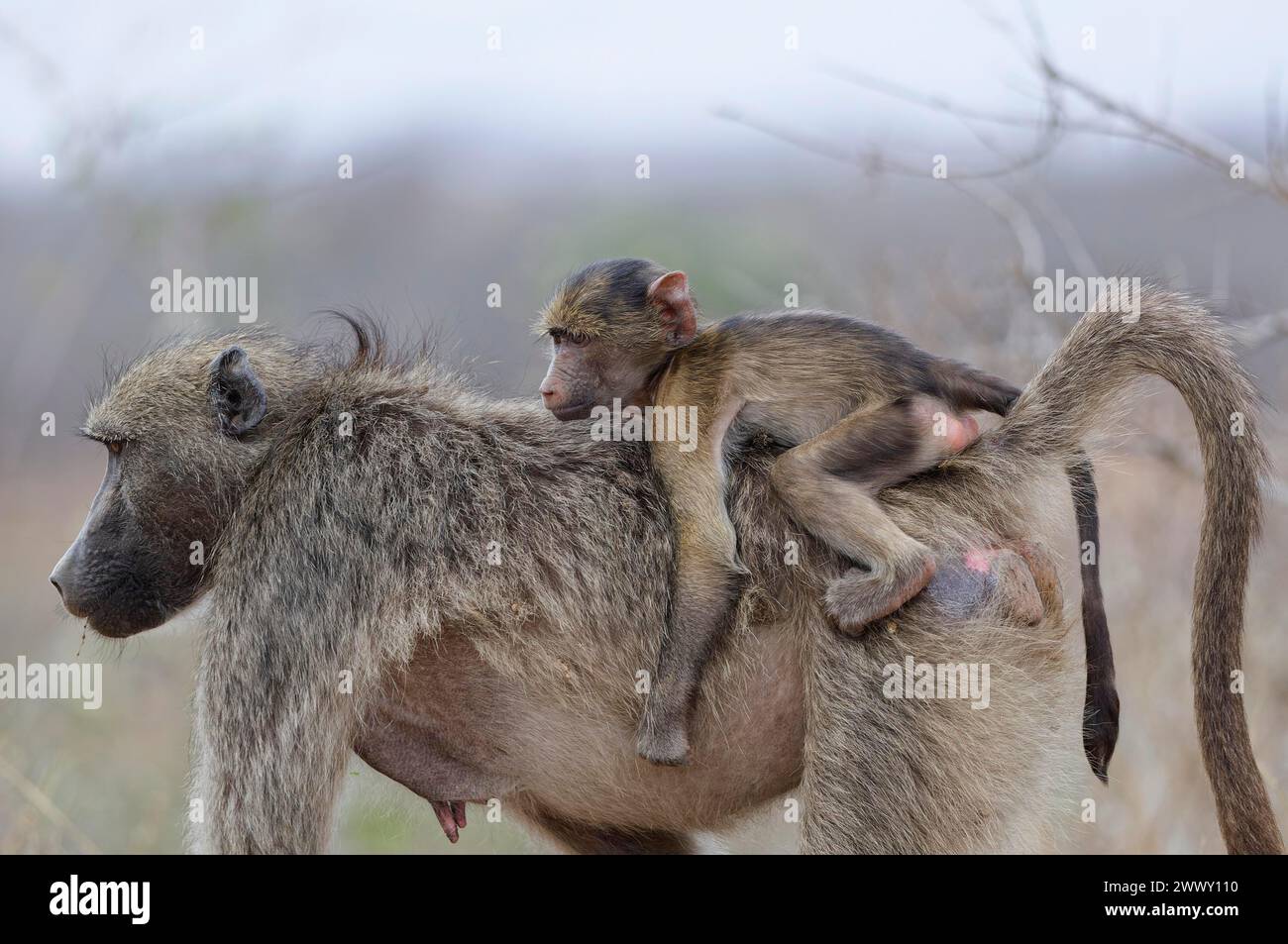 Chacma baboons (Papio ursinus), young monkey clinging to the back of ...