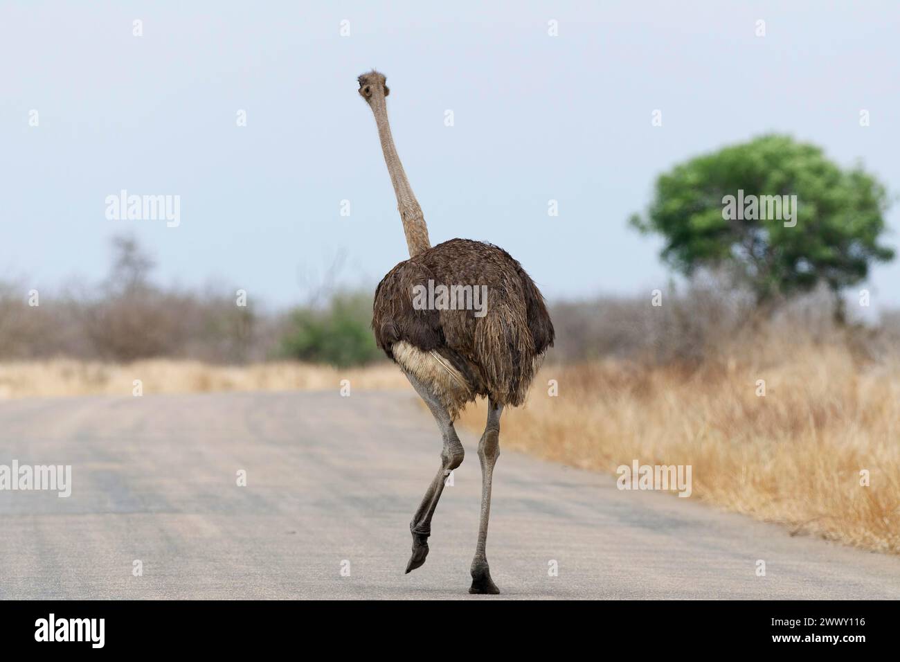 South African ostrich (Struthio camelus australis), adult female ...