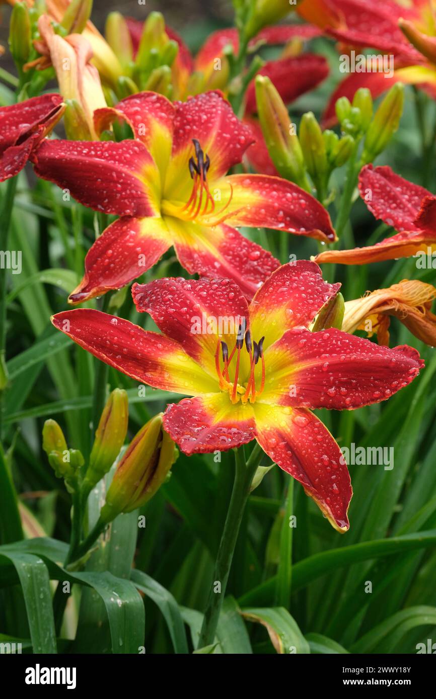 Hemerocallis All American Chief, daylily All American Chief, large, red ...