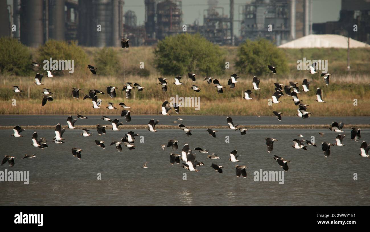 Large flock of Lapwings in flight moving from right to left across ...