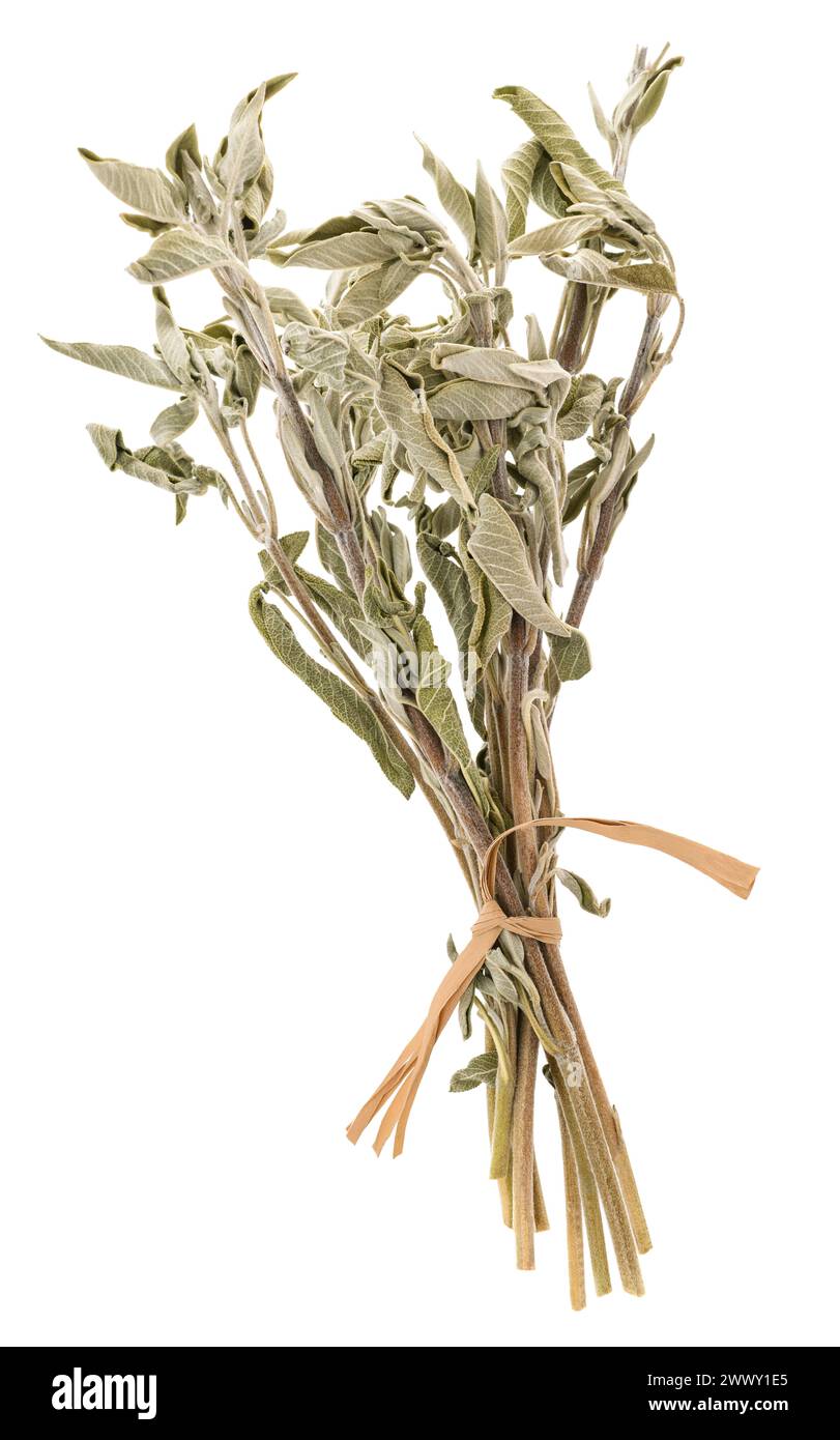 Dried Sage bunch tied isolated on white background Stock Photo - Alamy
