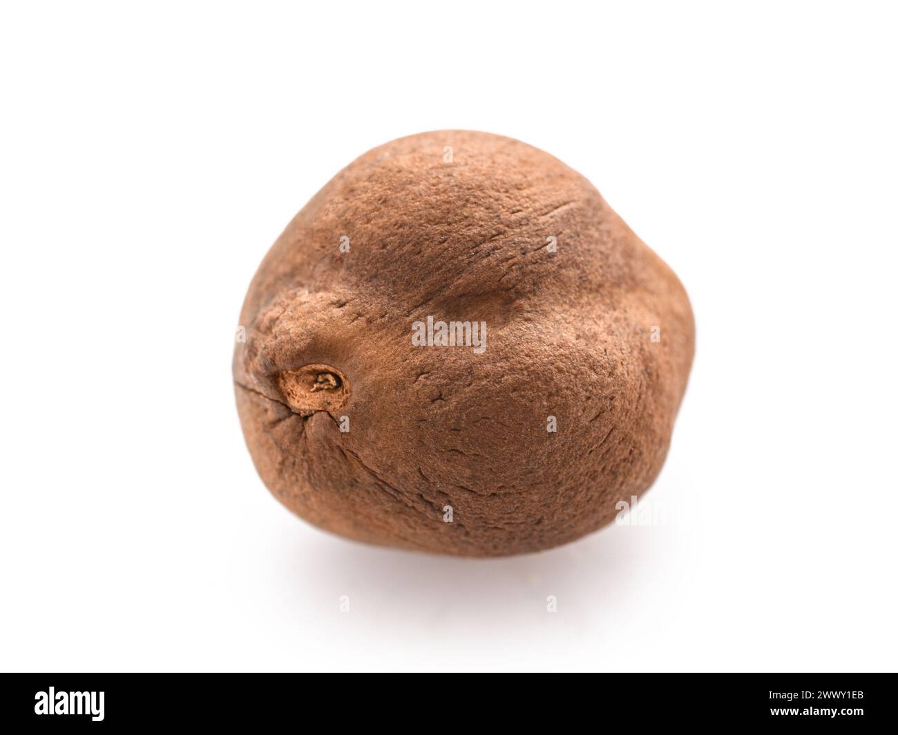 Camellia seed hi-res stock photography and images - Alamy