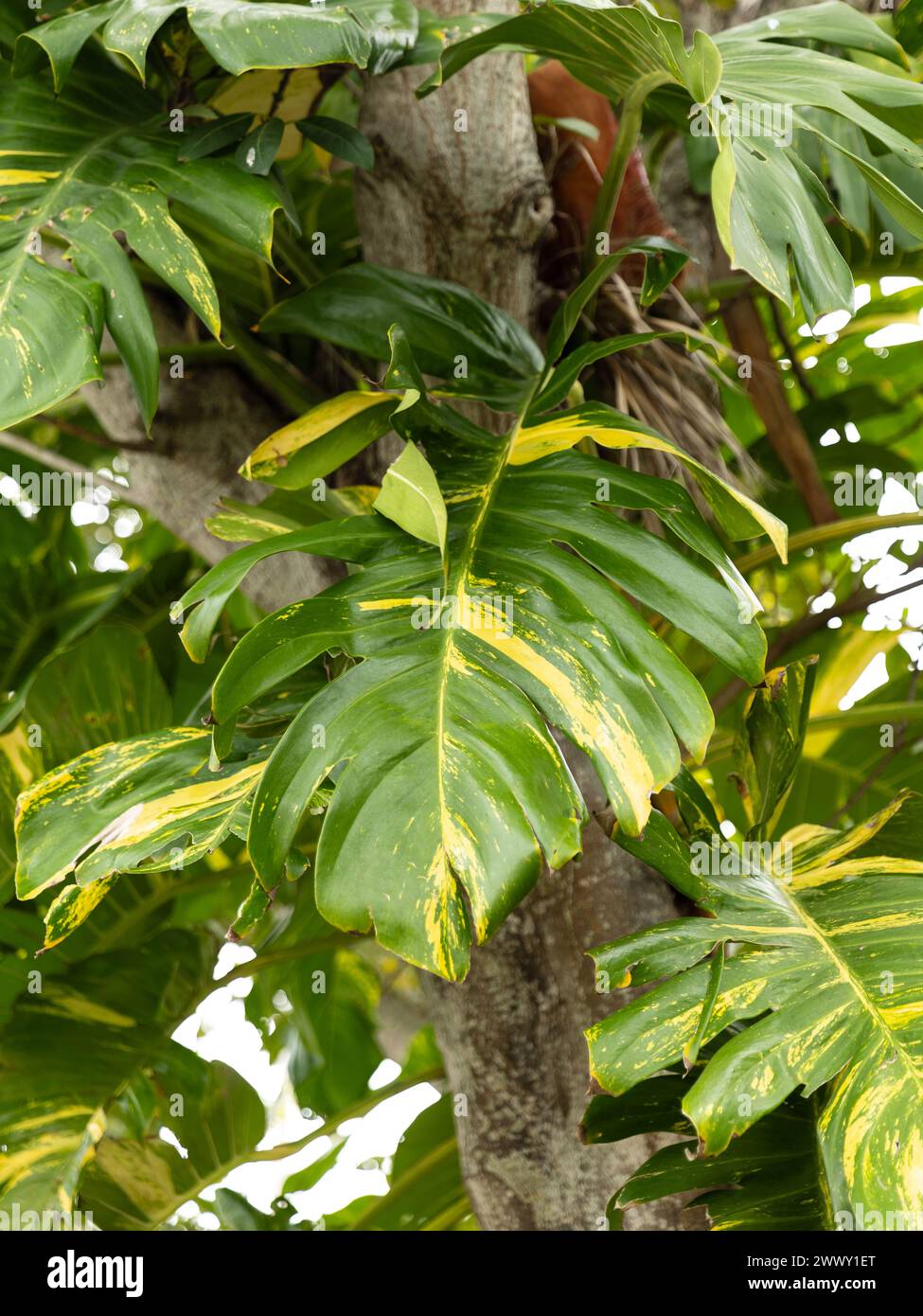 Palm tree leaves in Coco Beach Florida Stock Photo - Alamy
