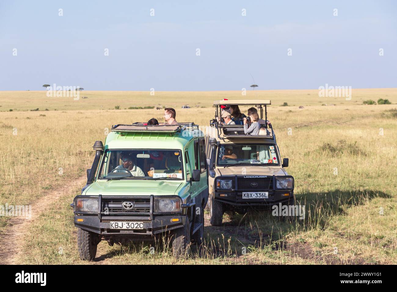 Tourists in safari cars watching wildlife on the savannah, Maasai Mara ...