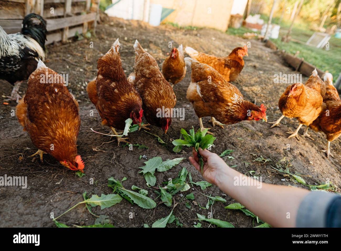 Red chickens eat fresh leaves from the farmer's hands in the chicken ...