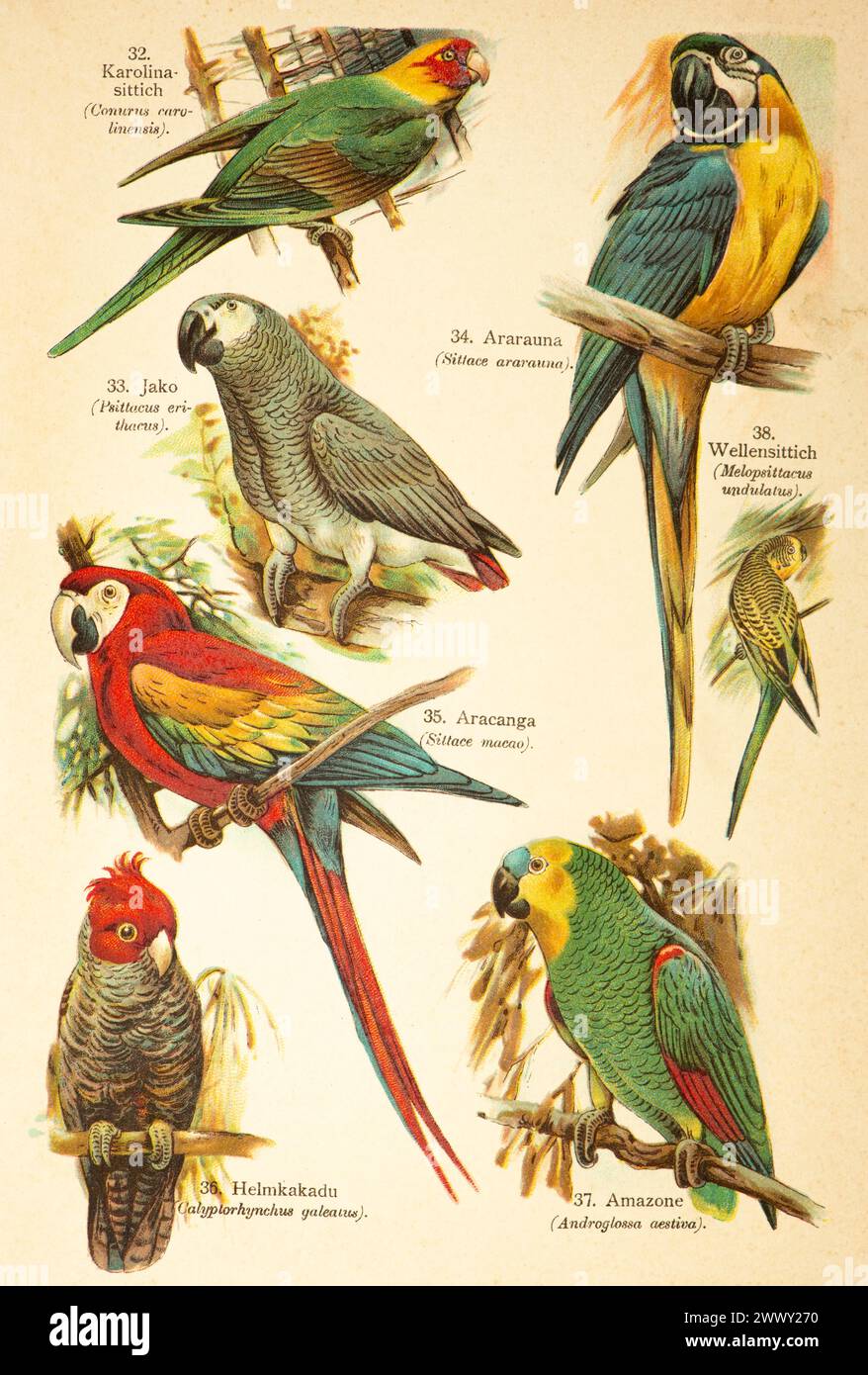 Psittacus carolinensis hi-res stock photography and images - Alamy