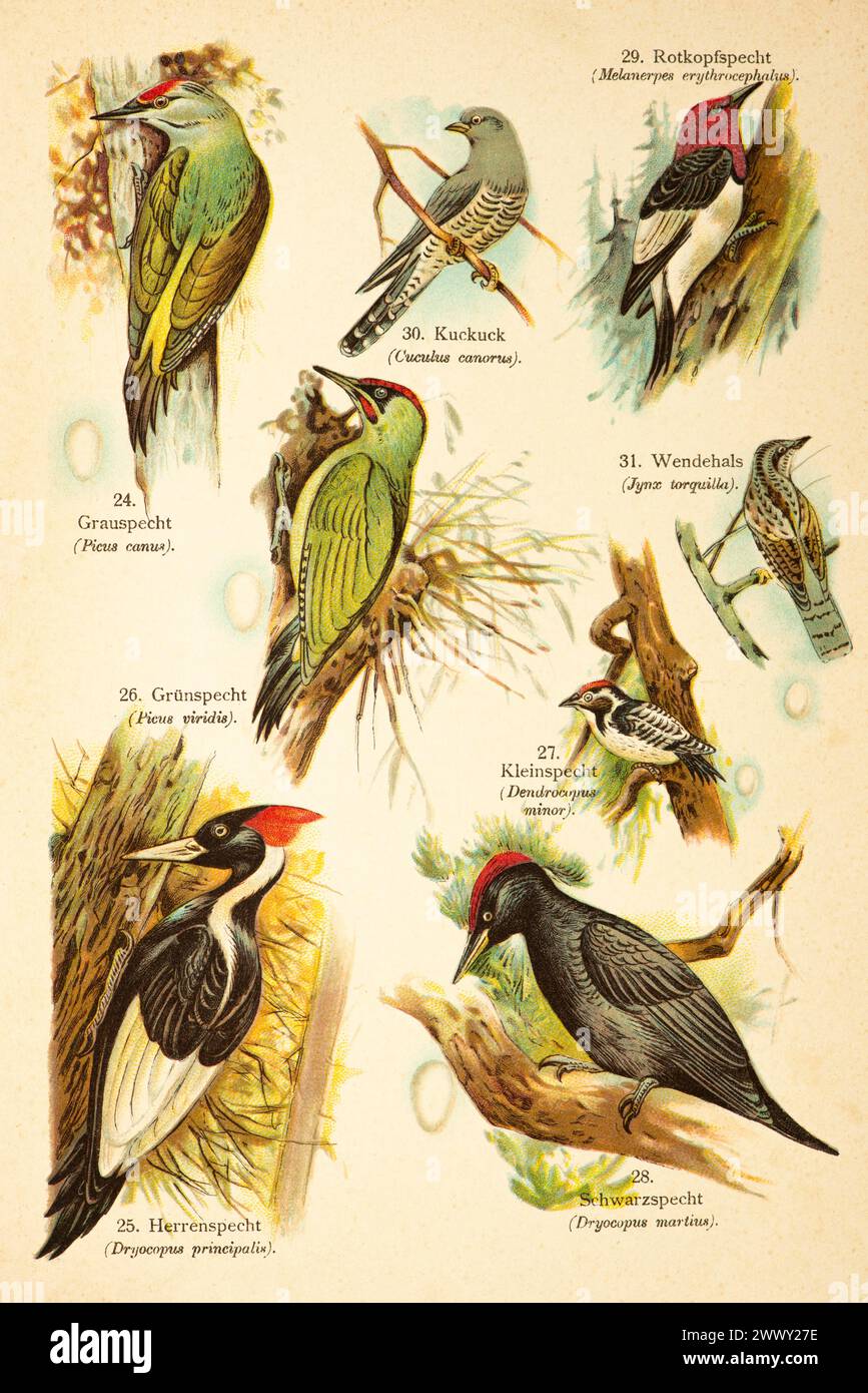 Grey-headed Woodpecker (Picus canus), Pileated Woodpecker (Dryocopus ...
