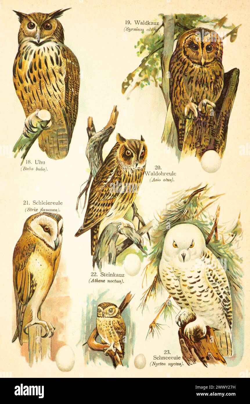 Eurasian eagle-owl (Bubo bubo), tawny owl (Strix aluco Linnaeus), long ...
