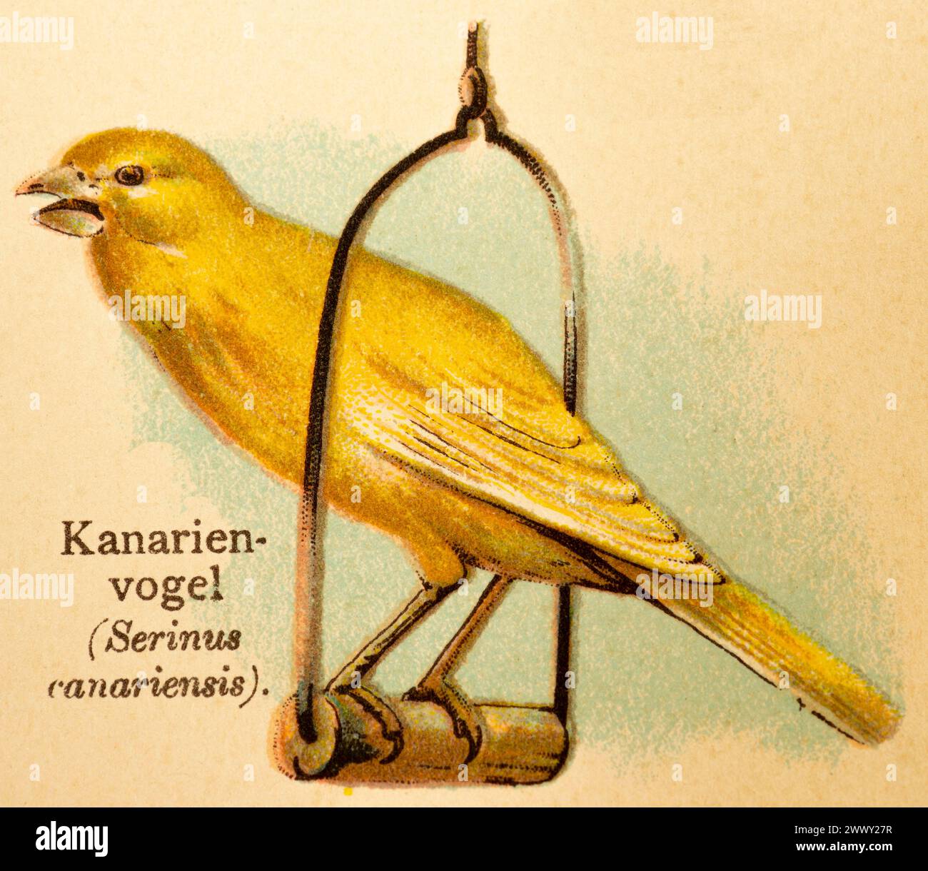 Canary (Serinus canaria forma domestica) cage, swing, historical ...