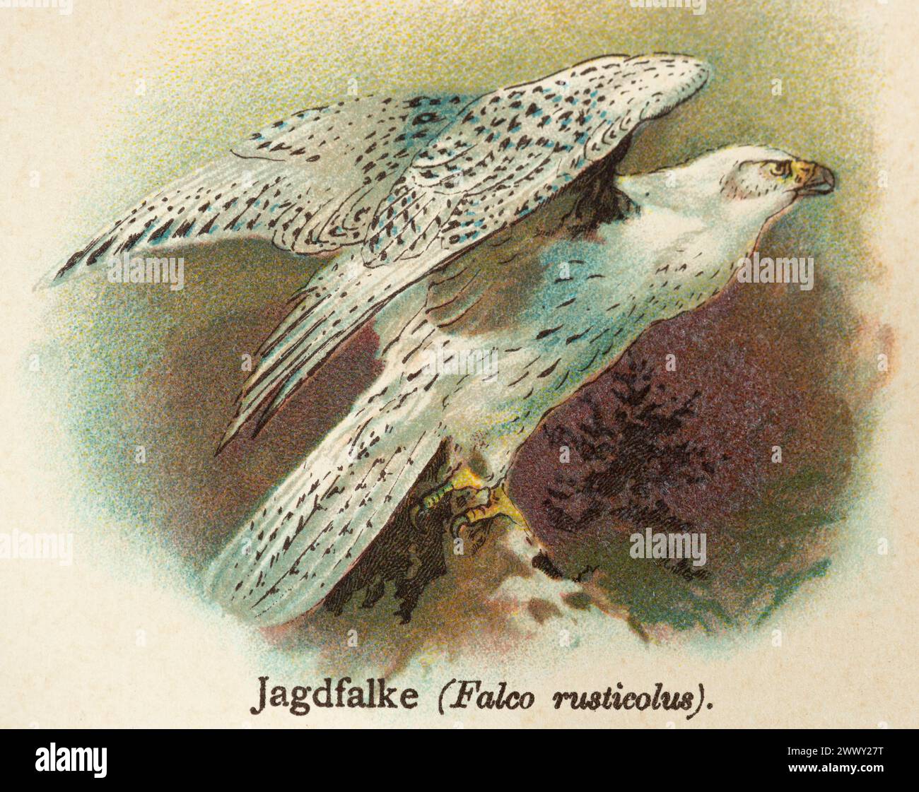 Falco rusticolus white hi-res stock photography and images - Alamy