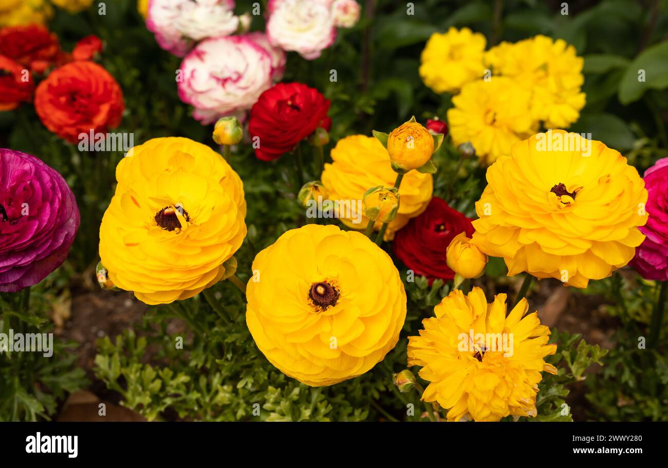 Purple rimmed hi-res stock photography and images - Alamy