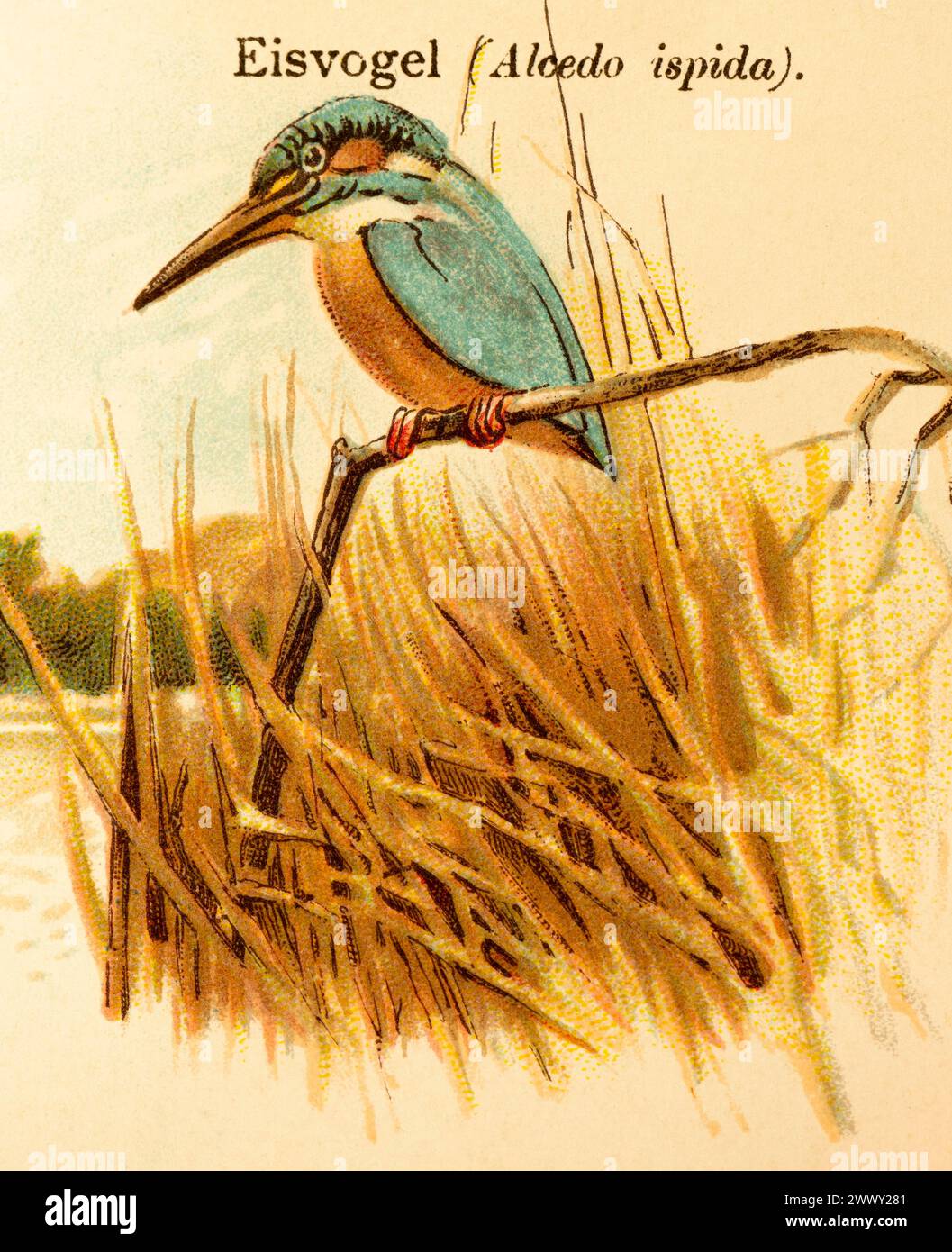 Kingfisher illustration hi-res stock photography and images - Alamy