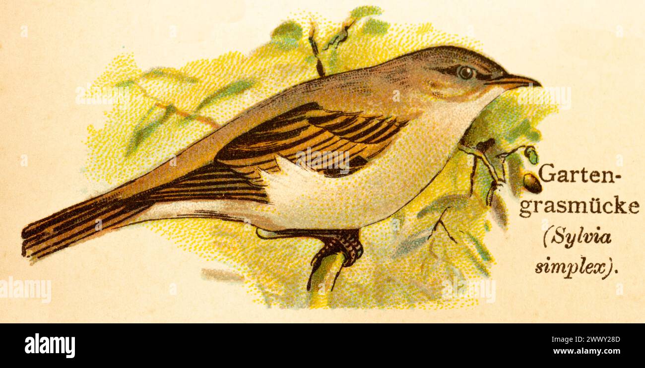 Garden warbler (Sylvia borin) historical illustration, World of Birds ...