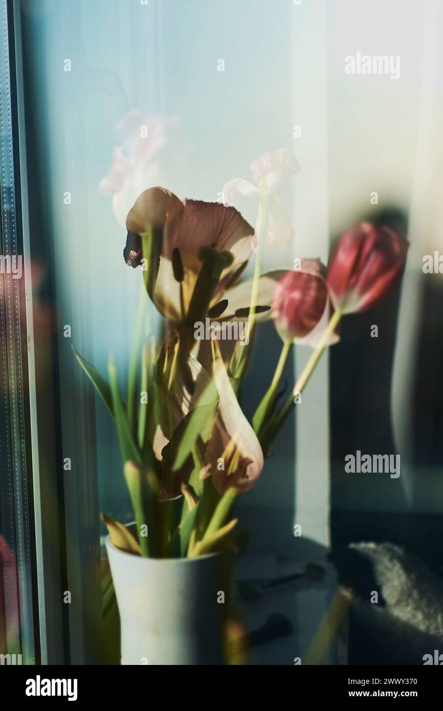 the wilted tulips on the windowsill, the beauty of wilting, the ...