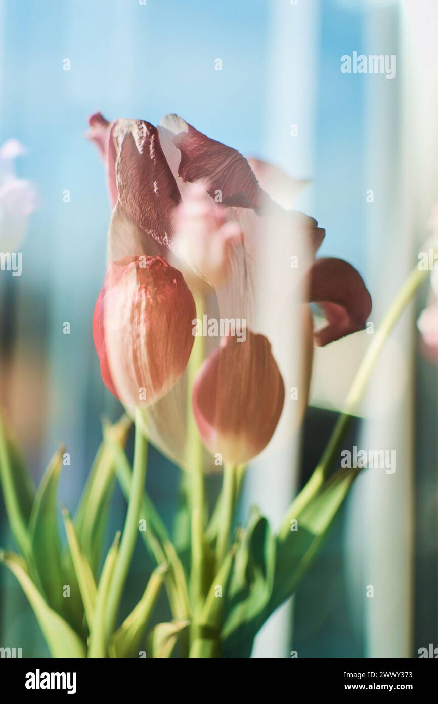 the wilted tulips on the windowsill, the beauty of wilting, the ...
