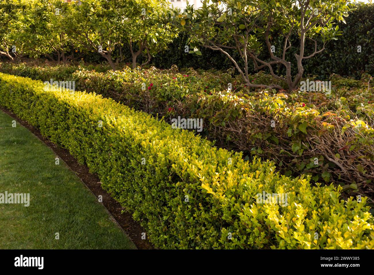 Green Living Fence. Cut Bushes And Trees With Grass Lawn, Climbing ...