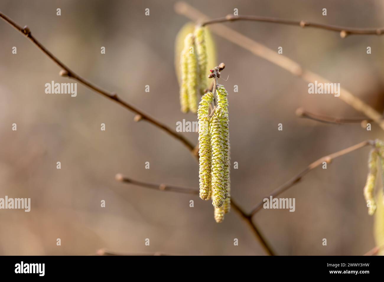 Hazelnut tree branch hi-res stock photography and images - Alamy
