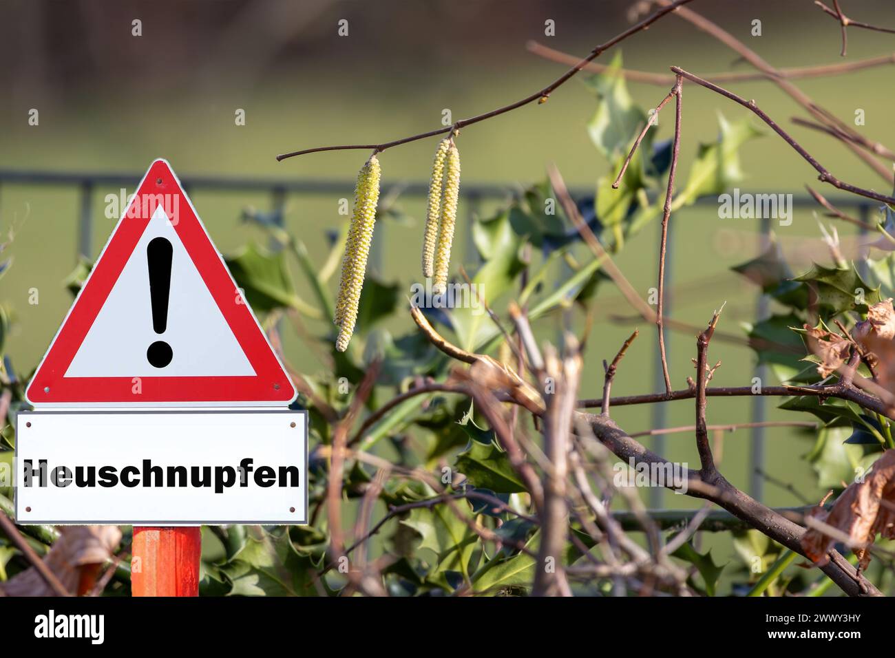 Tree pollen allergy risk hi-res stock photography and images - Alamy