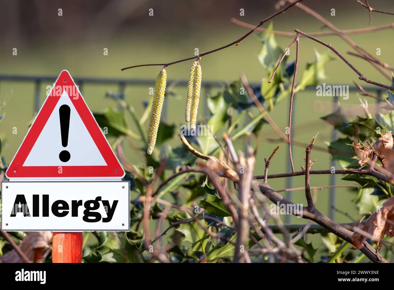 Tree pollen allergy risk hi-res stock photography and images - Alamy