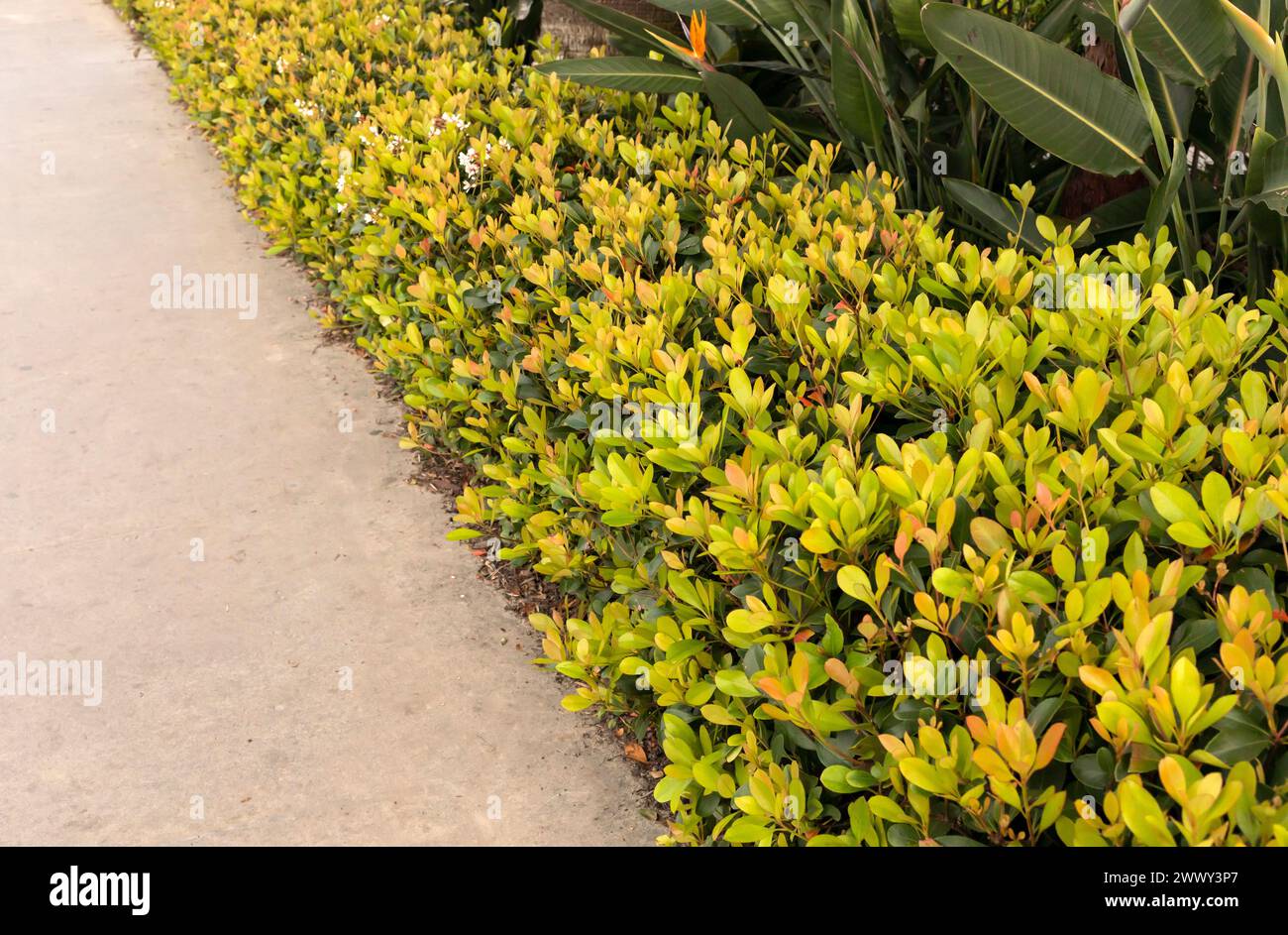 Green Living Fence made of Flowers, Plants. Natural Garden Fencing ...