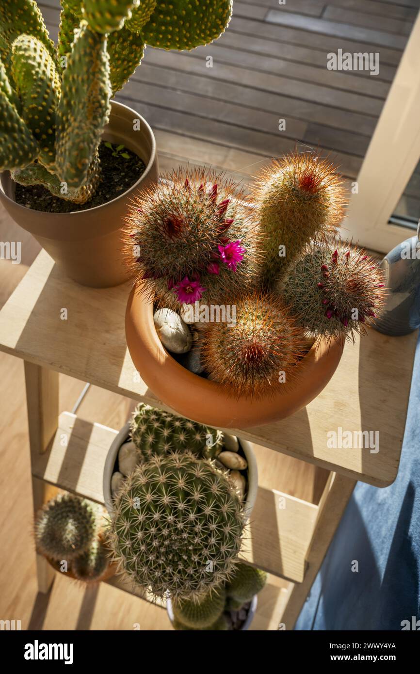 Decorative spine hi-res stock photography and images - Alamy