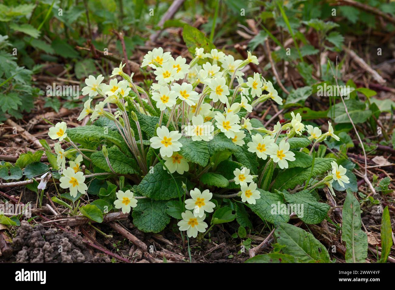Oval tapering leaves hi-res stock photography and images - Alamy