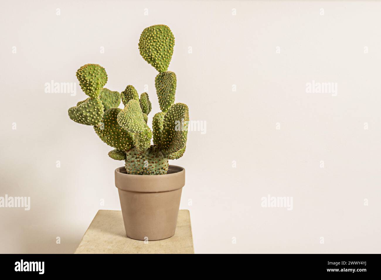 Opuntia: generic name that comes from the Greek used by Pliny the Elder ...