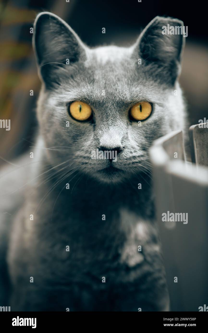 The Russian Blue is a cat breed that comes in colors varying from a ...