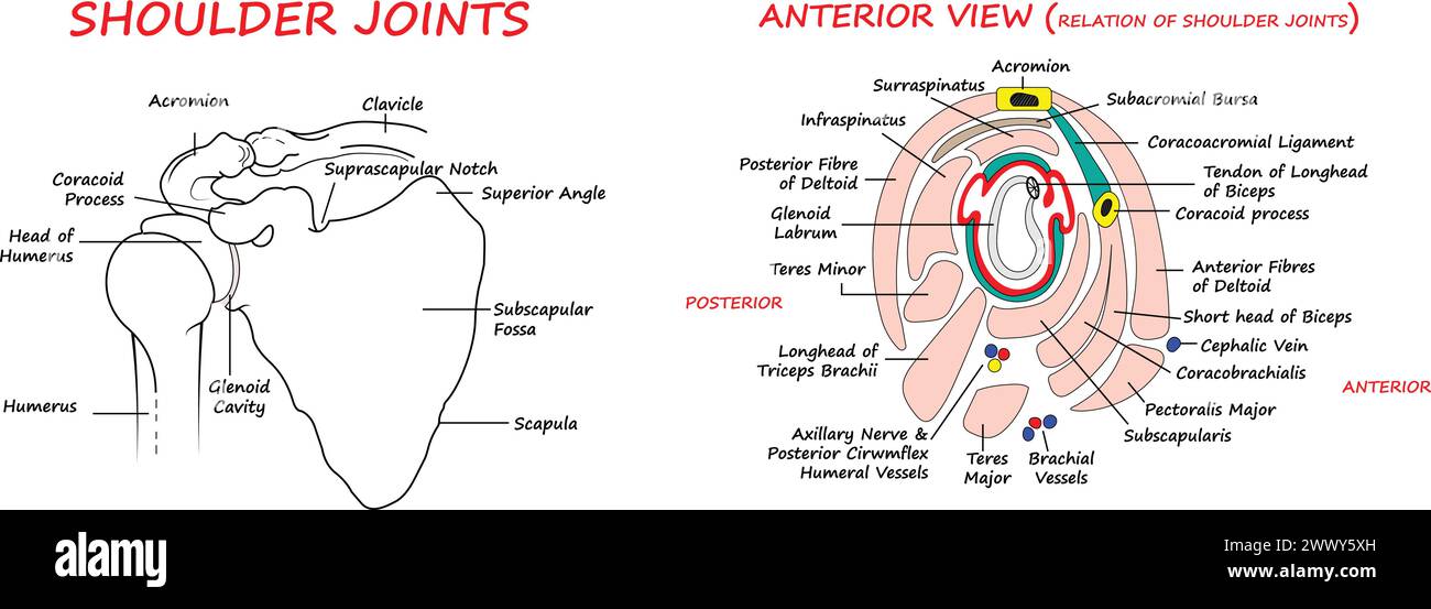 Shoulder joints diagram hi-res stock photography and images - Alamy